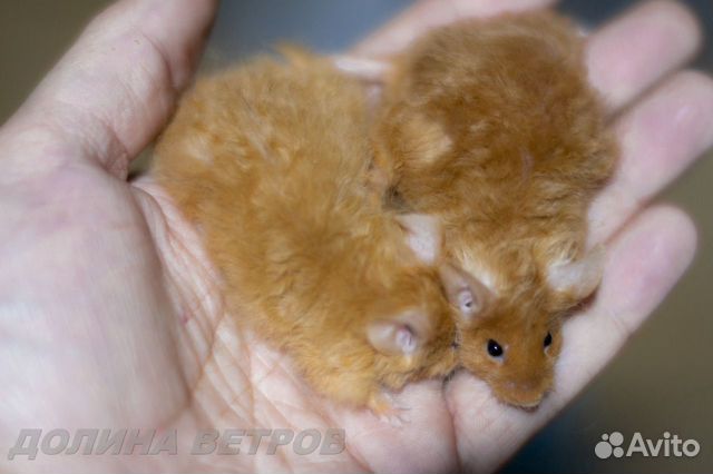 Яркие ручные декоративные мышки тексели