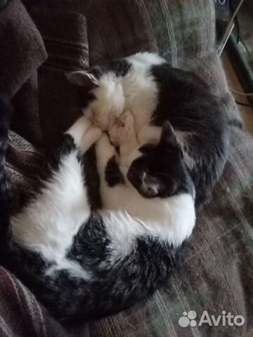 Котики: Кеша и Платоша, 3-4 месяца