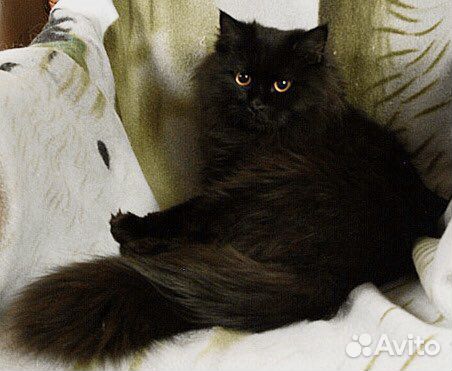 Котенок Тучка