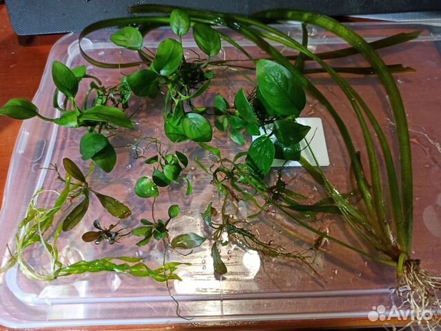 Растения, буцефаландры