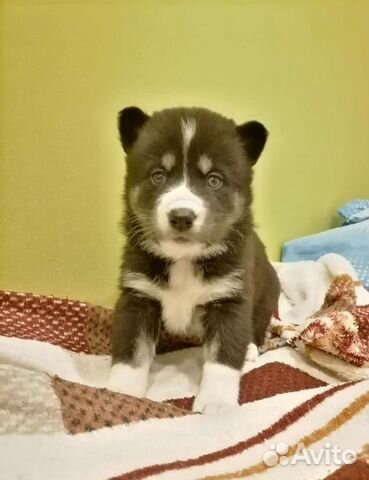 Щенки сибирской хаски