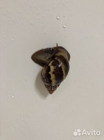 Улитки Ахатины 3