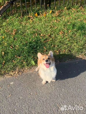 Собака для вязки