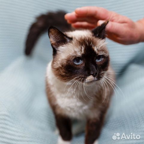 Кошка в дар