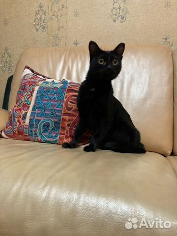 Милочка будет Вашим близким и разговчивым другом)