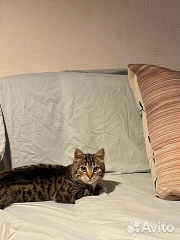 Самый ласковый котенок Майк