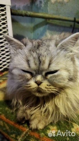 Персидские котята кошка