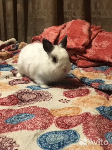 Декоративные кролики