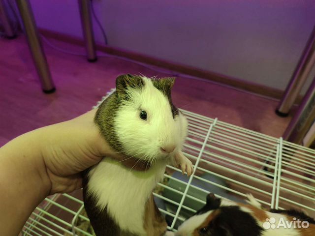 Отдам даром морскую свинку