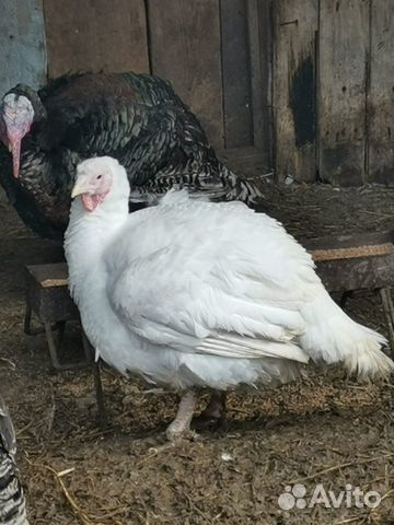 Продаю Индюки живым весом