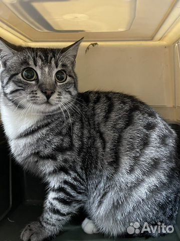 Котенок метис шотландской прямоухой