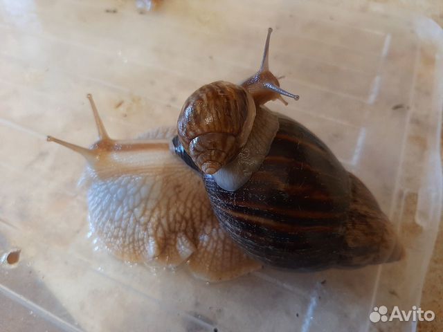 Улитки ахатины