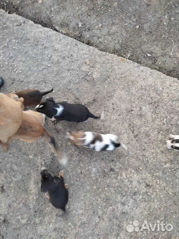 Отдам в добрые руки шенят породы таксадвор)