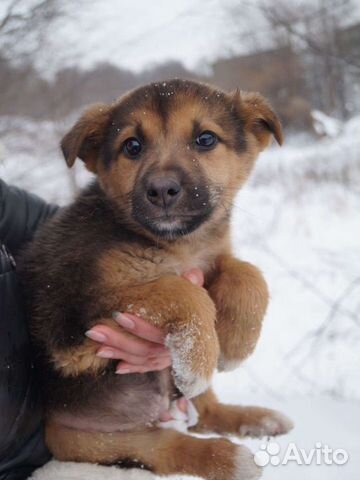 Щенки в добрые руки