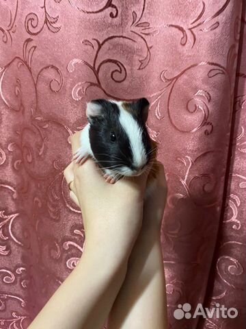 Морская свинка