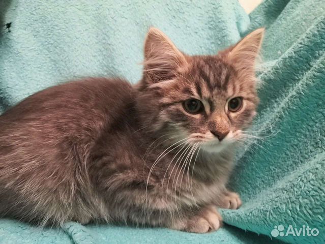 Котенок в дар бесплатно