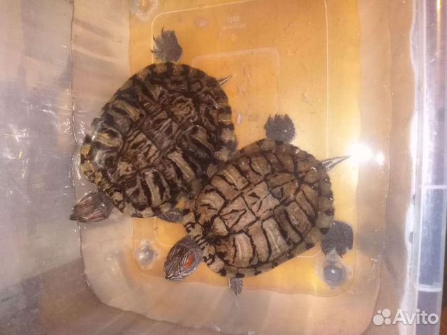 Касноухая черепаха пара 3 года 12000 торг