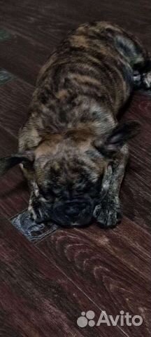 Французский бульдог