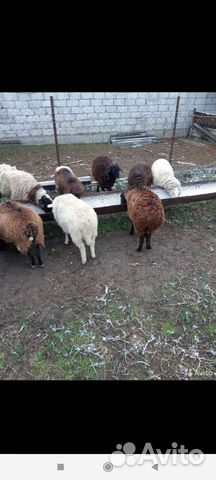 Баран и 4 ярочки