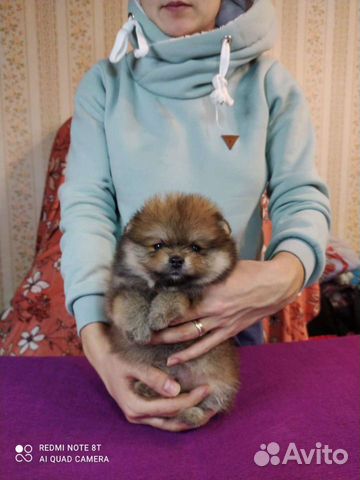 Шпиц