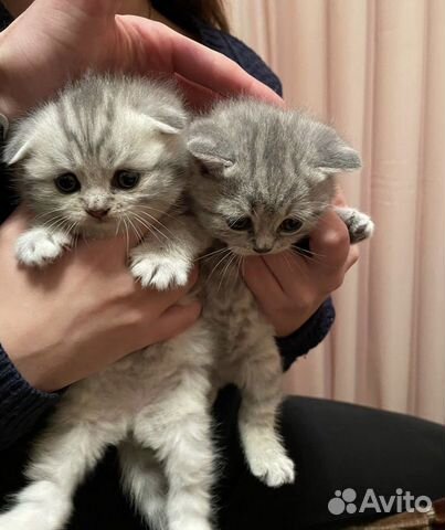 Британские котята