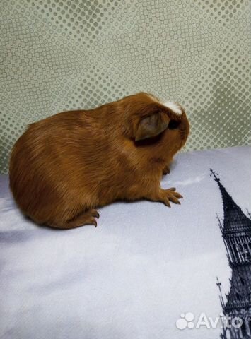 Морская свинка американский крестед 2 мальчика