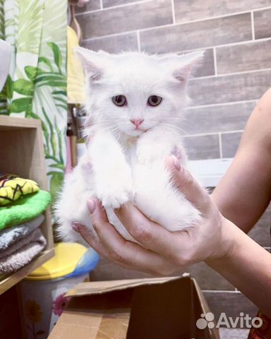 Котята с подвала (похожи на Турецких ангор)