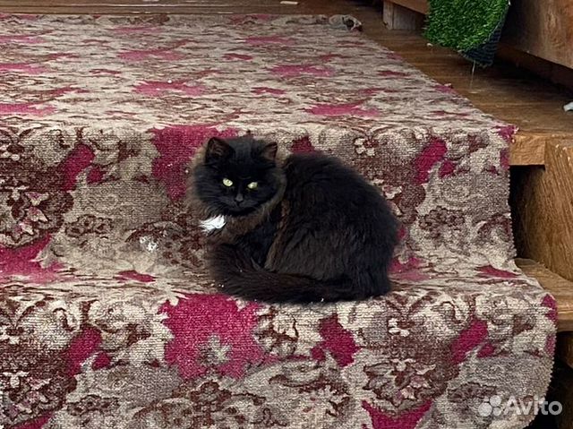 Черный котенок в добрые руки