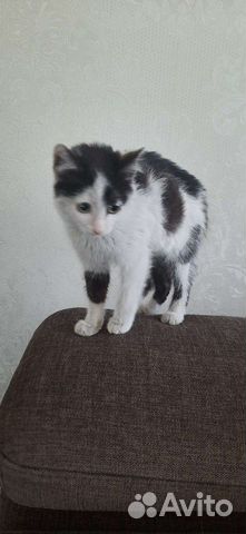Котята спасенные (девочка )