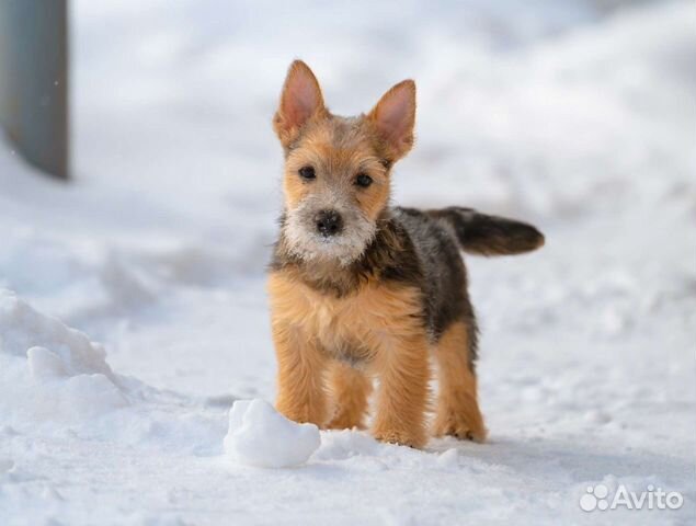 Норвич терьер мальчик
