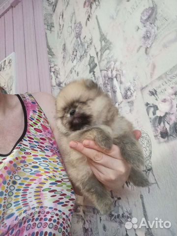 Померанский шпиц