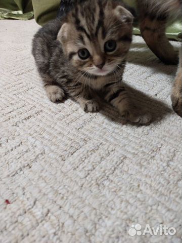 Шотландские и британские котята