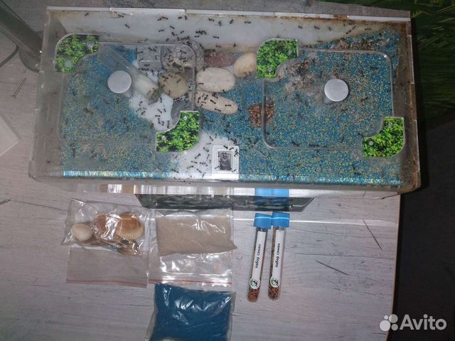 Муравьиная ферма бу