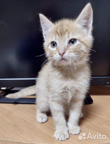 Котенок мальчик в добрые руки