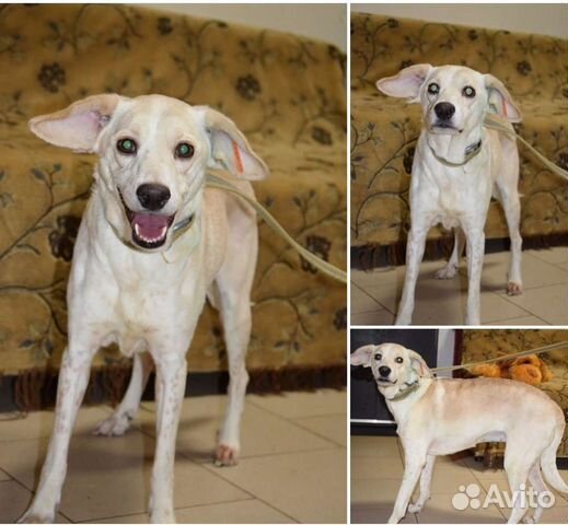 Собака девочка ищет дом