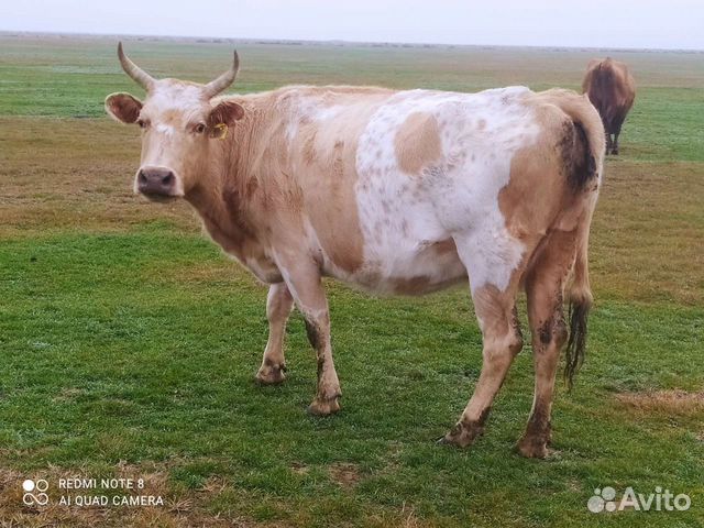 Коровы яловые