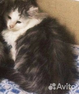 Котенок 3,5 m Марфуша