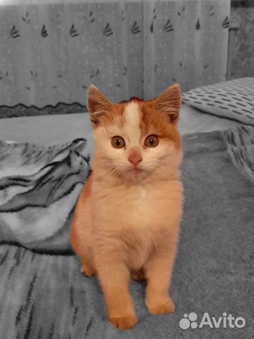 Замечательный котенок Манго, 3,5 мес., ищет дом