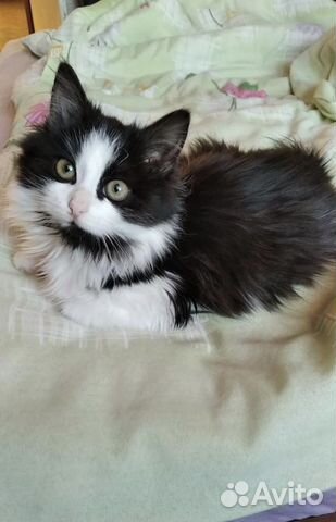 Котенок девочка бесплатно