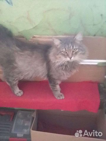 Ищет дом Кот Василий