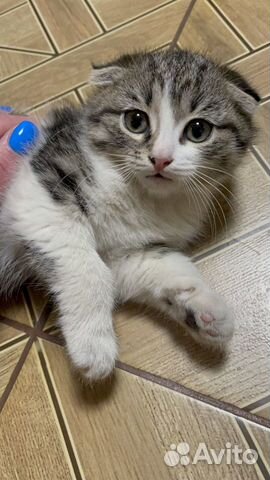 Вислоухая смесь британца и шотладца, девочка, 2.5