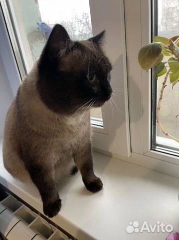 Отдам в хорошие руки кота