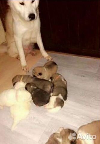 Щенок акиты