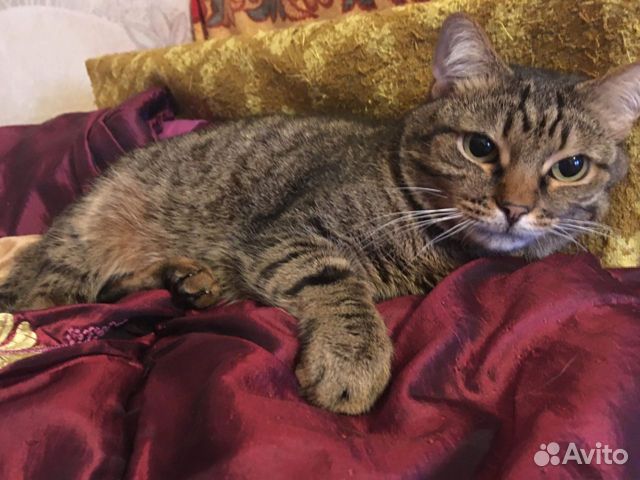 Домашний кастрированный котик в добрые руки