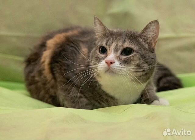 Барби ищет дом