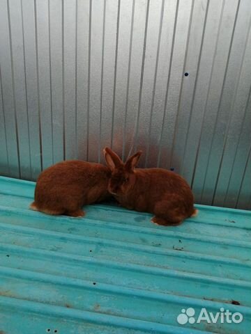 Кролики нзк самки