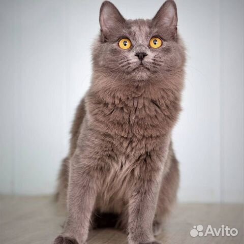 Кот Сережка ищет добрую и заботливую семью