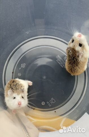 Хомяк роборовского