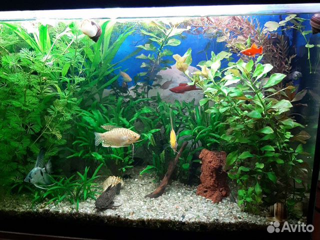 Продам черную,серую,пятнистую малинезию