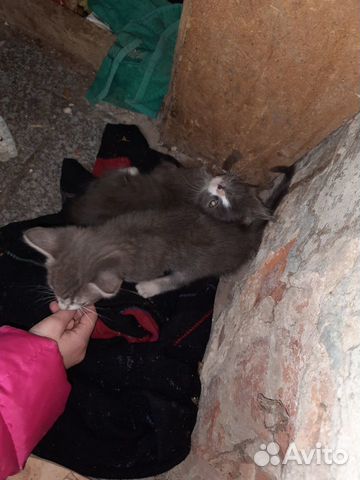 Кошка. Подбросили в подъезд 3 котят, 2 мальчика не